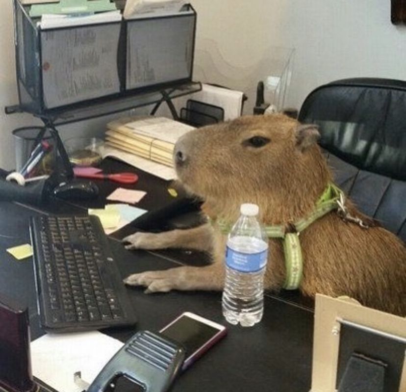 Capybara Meme - 99+ Ảnh Chuột Lang Ngơ Ngác 🦫
